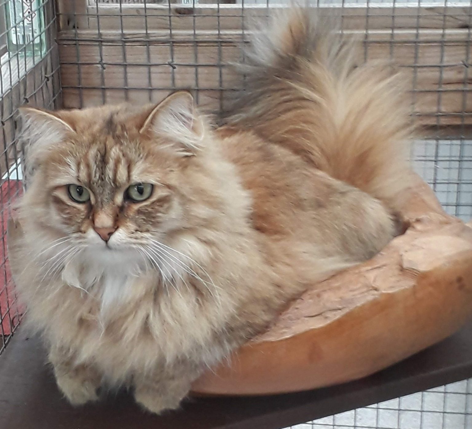 Photo Gallery - The Cats Whiskers Cattery